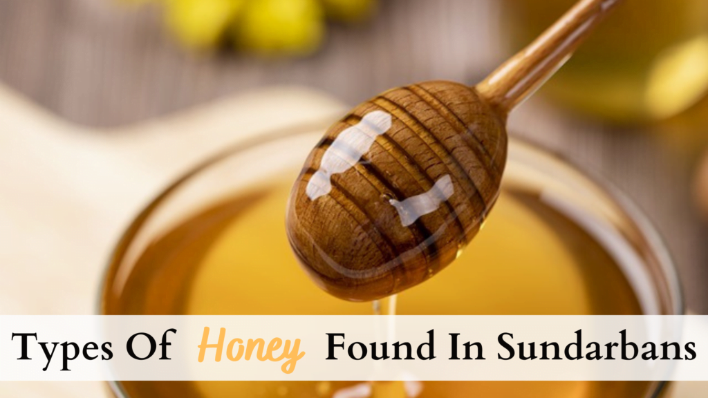 [2023] Sundarban Mangrove Forest - Beauty, Mystery, Dangers ...